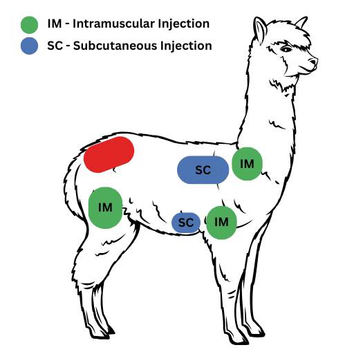 Injection Sites for Livestock | N & W Livestock